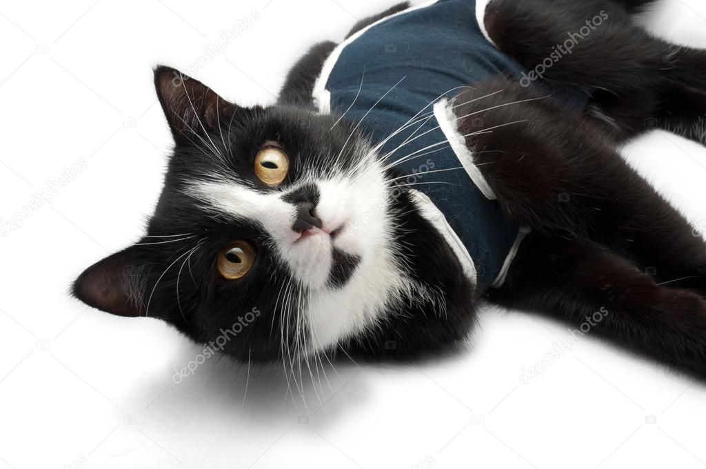 Gato despu s de esterilizaci n 2024