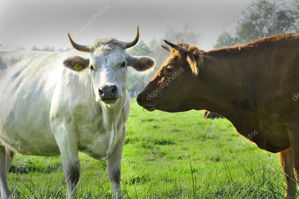 Beautiful Polish cows and bulls on a green field #63169523 - Larastock