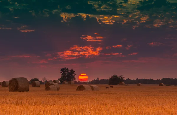 Sunset on fields Stock Photos, Royalty Free Sunset on fields Images ...