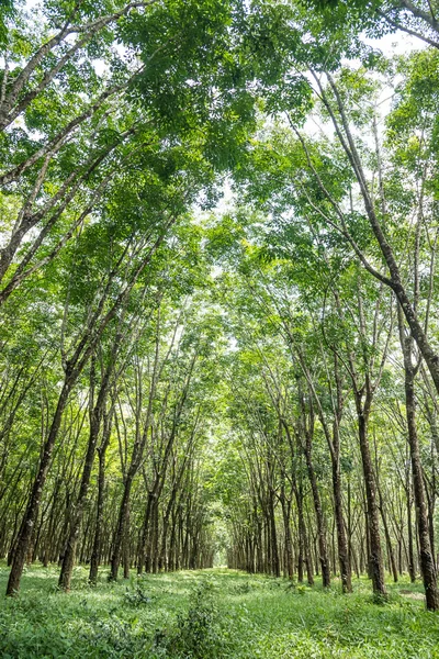 Multiple cropping Stock Photos, Royalty Free Multiple cropping Images ...