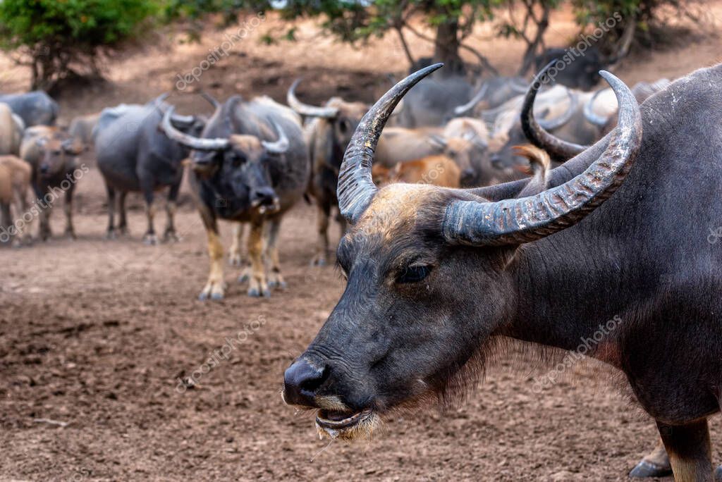 Primer plano del búfalo acuático (búfalo tailandés) en el campo en el sur de Tailandia. Una foto ...
