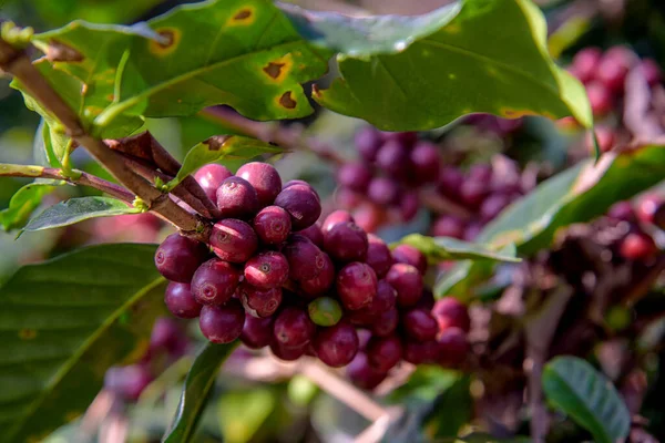 Red coffee beans are ready to be harvested on farm in the north of ...