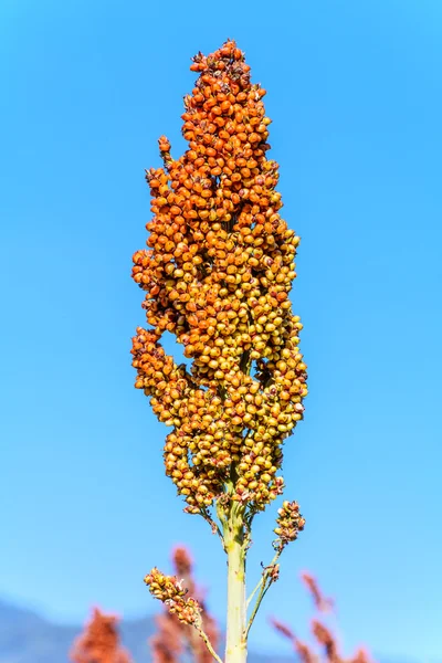 Sorghum Stock Photos, Royalty Free Sorghum Images | Depositphotos