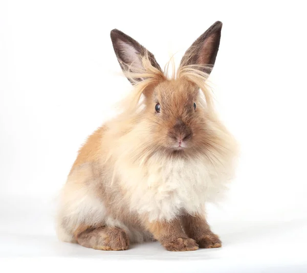 French giant papillon rabbit Stock Photos, Royalty Free French giant ...