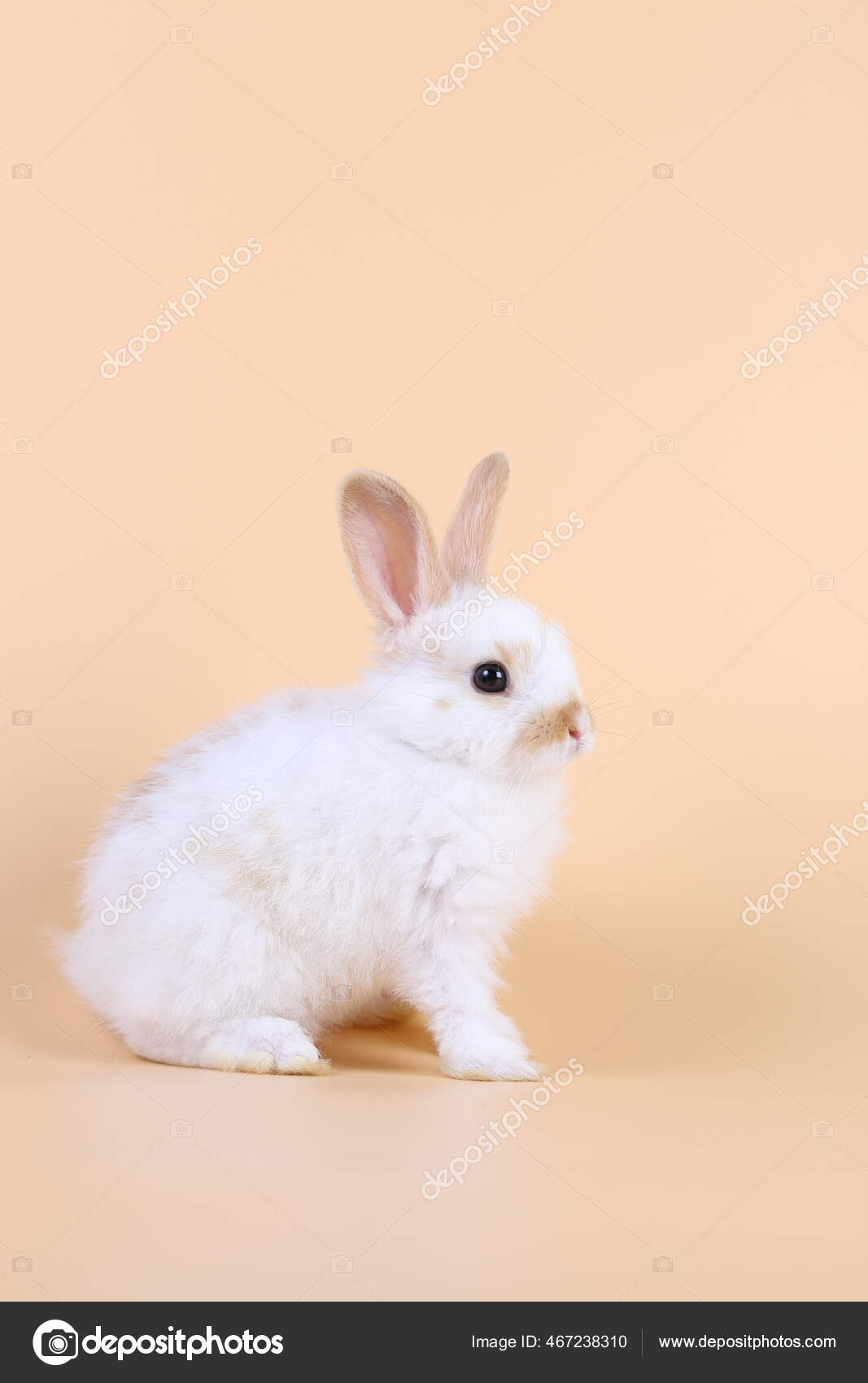 Adorable Little Baby Rabbit Light Orange Background Young Cute Baby ...