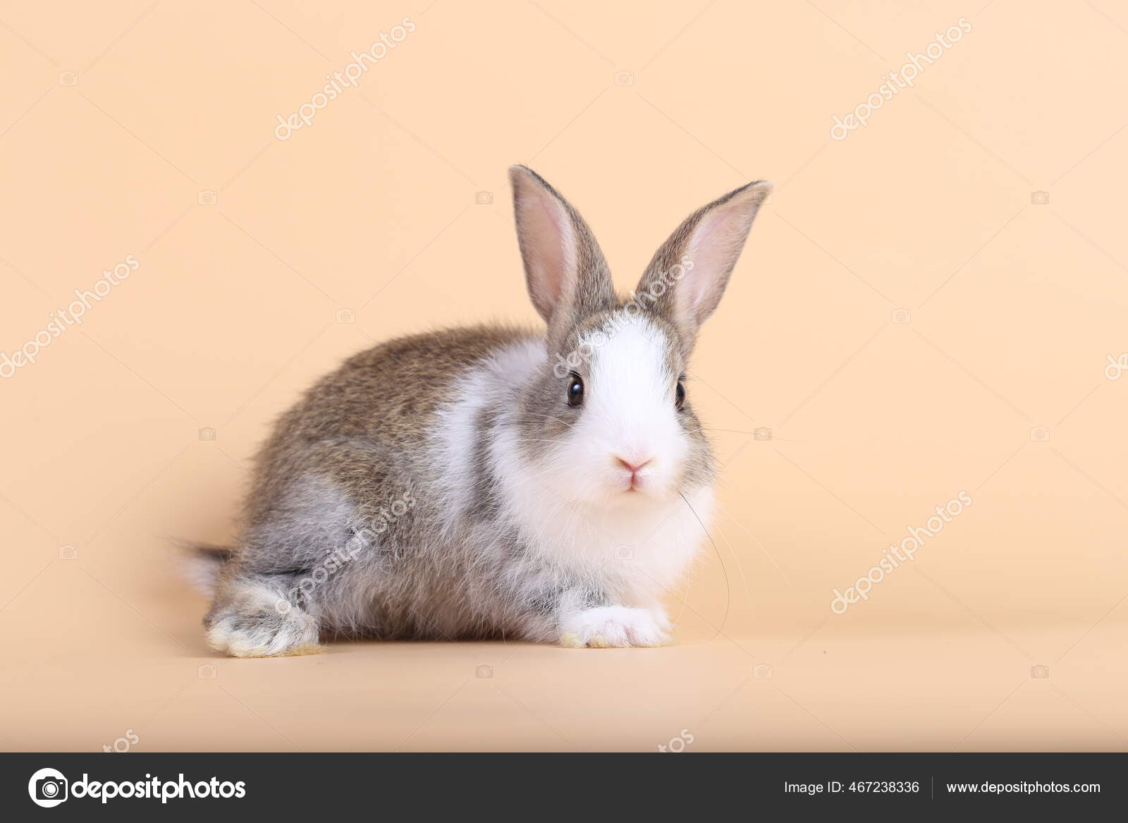 Cute Little Baby Bunny