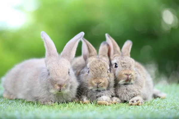 Cute Little Rabbit Green Grass Natural Bokeh Background Spring Young ...