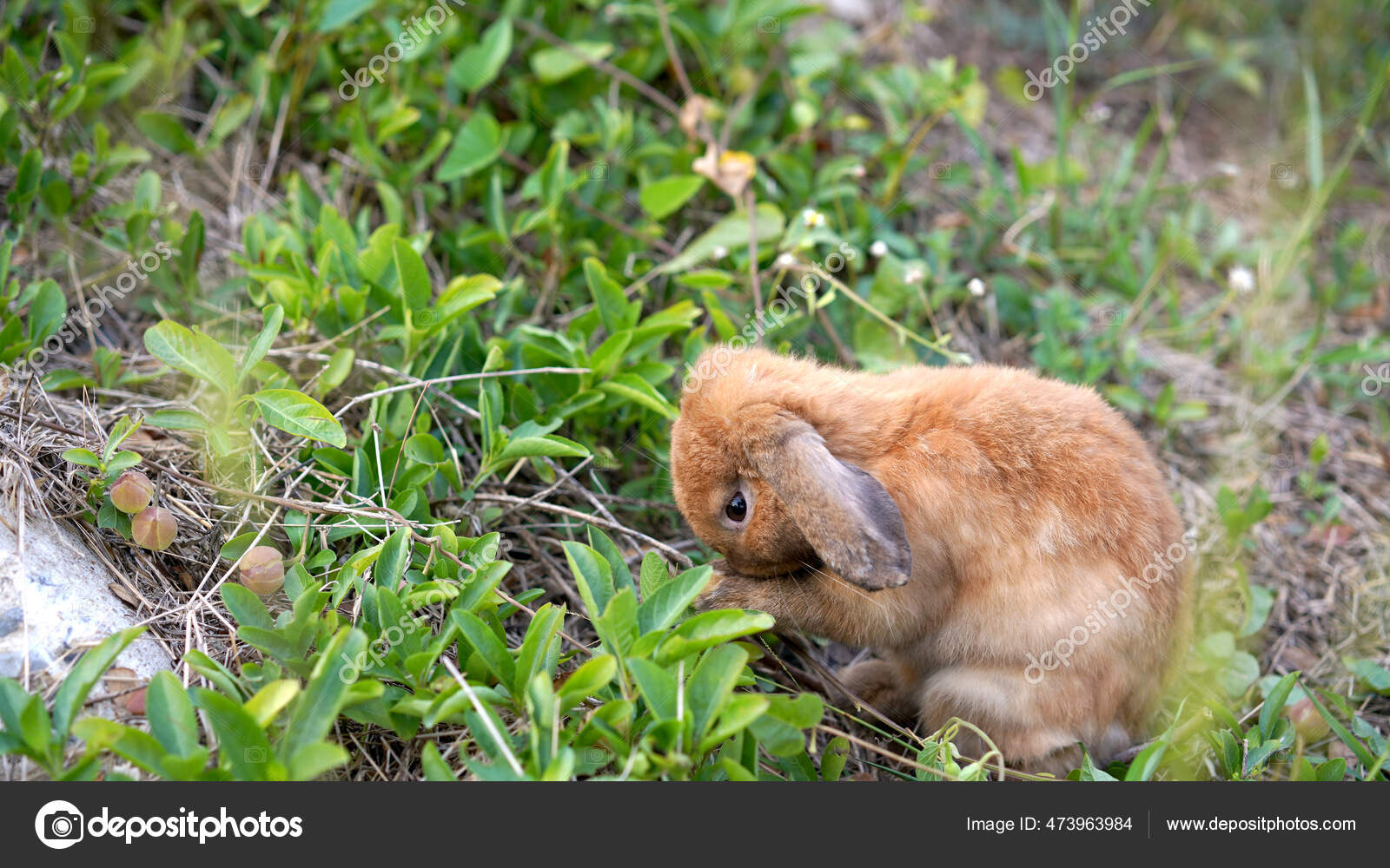 Rabbit Green Field Farm Way Lovely Lively Bunny Nature Happiness Stock ...