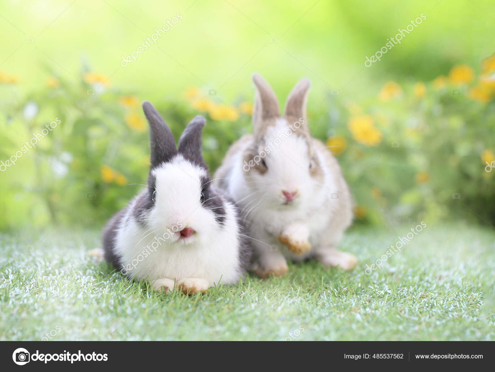 Young Two Cute Rabbits Gardent Blossom Tiny Flowers Baby Bunny — Stock ...