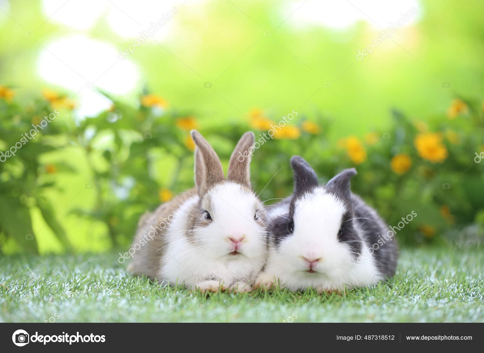 Lindos Conejos Bebes