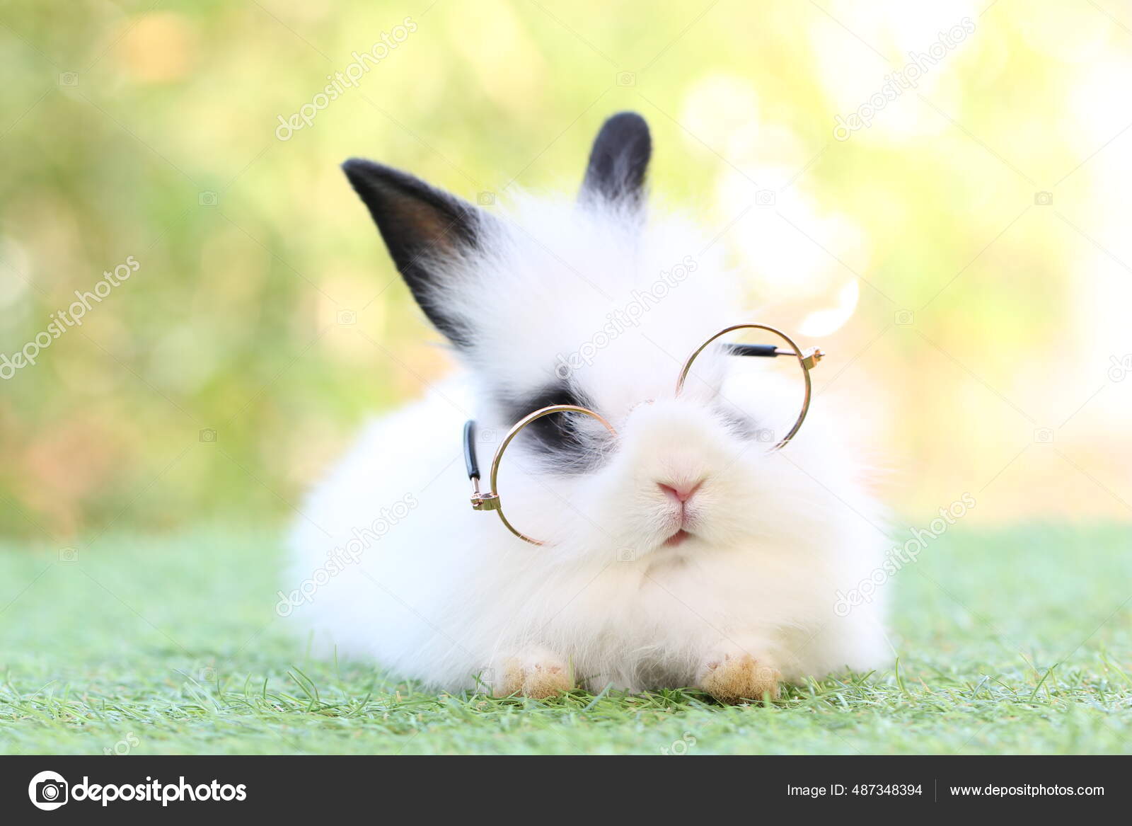Cute Litte Rabbit Wearing Eyeglasses Green Grass Natural Bokeh ...