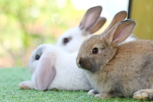 Rabbit pets Stock Photos, Royalty Free Rabbit pets Images | Depositphotos