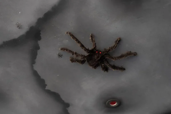 Big black spider Stock Photos, Royalty Free Big black spider Images ...