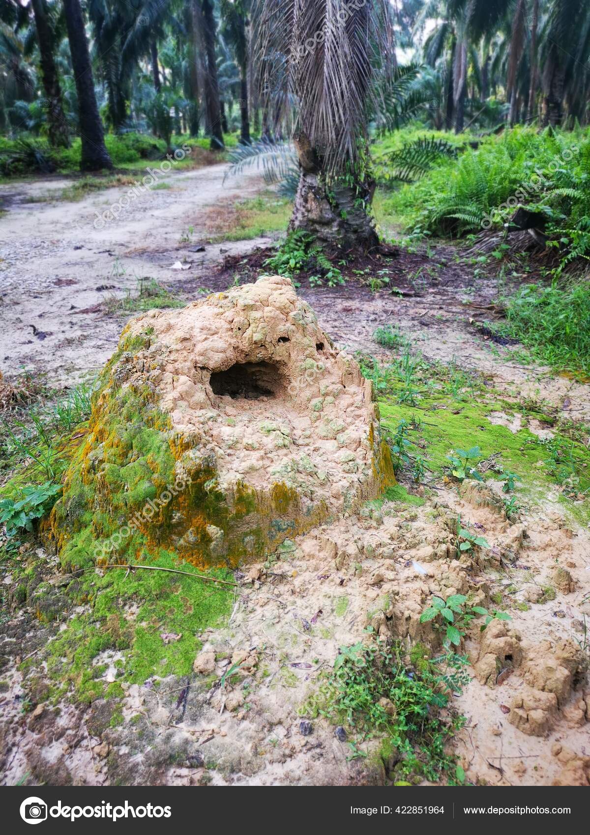Scene Termite Mound Hill Wild — Stock Photo © sweemingyoung #422851964