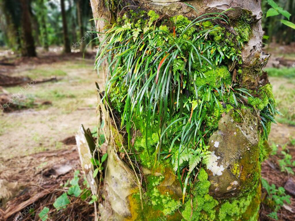 escena de la vittaria ensiformis helecho y musgo en el tronco. 2024