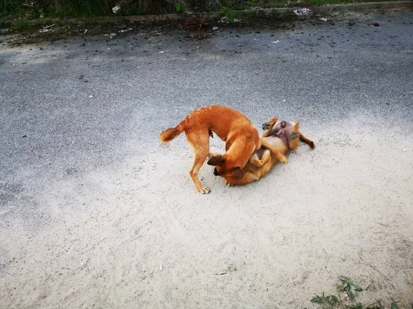 잔인 한 사람 Stock Photos, Royalty Free 잔인 한 사람 Images | Depositphotos