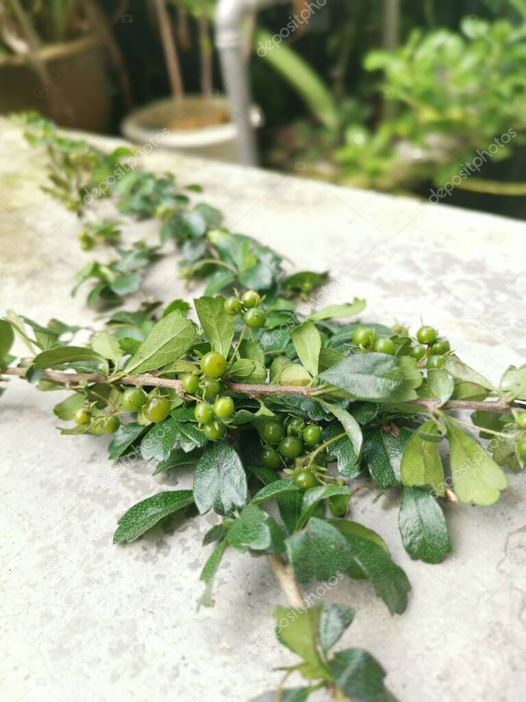 murraya paniculata arbustiva planta que crece en la naturaleza 2024