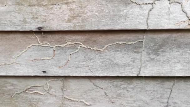 Rotting Planks Texture Wood Wall Abandoned House — Stock Video ...