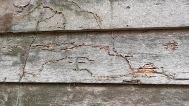 Rotting Planks Texture Wood Wall Abandoned House — Stock Video ...