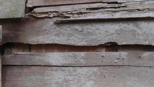 Rotting Planks Texture Wood Wall Abandoned House — Stock Video ...