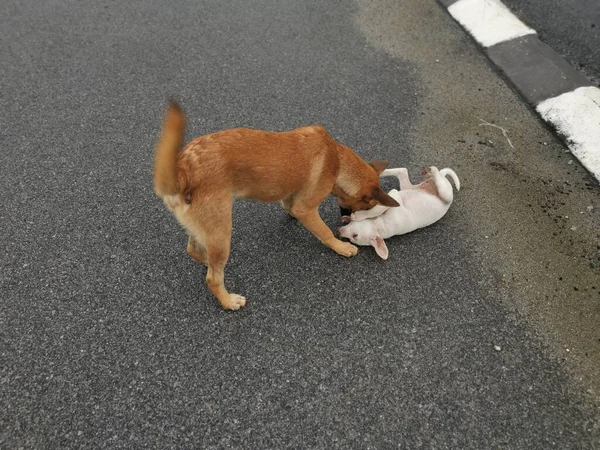 Violencia animal Stock Photos, Royalty Free Violencia animal Images ...