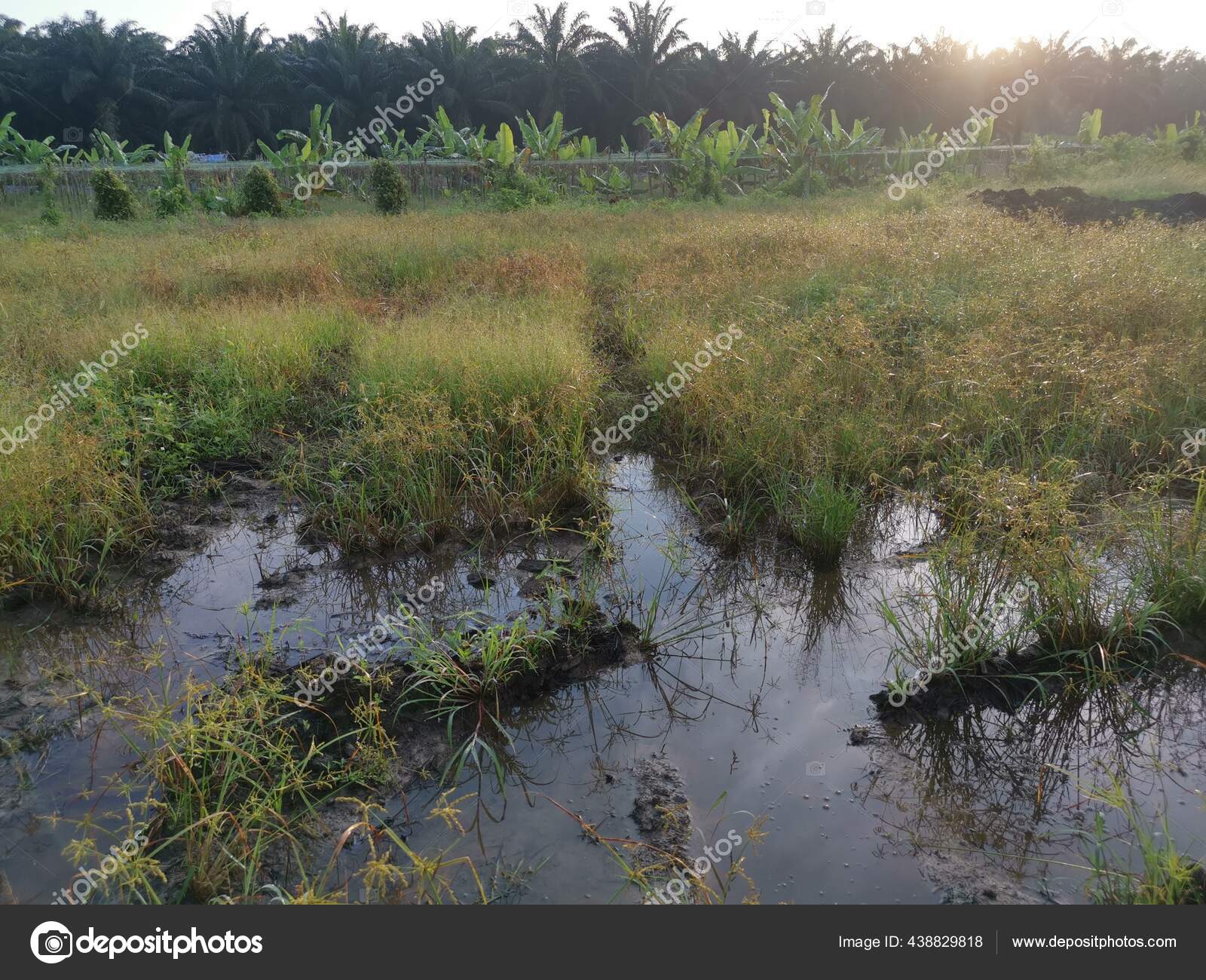 Wild Cyperus Strigosus Grass Growing Muddy Fields Puddle Stock Photo by ...