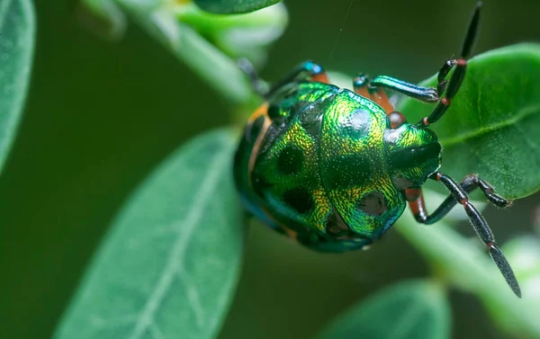 Jewel bug Stock Photos, Royalty Free Jewel bug Images | Depositphotos