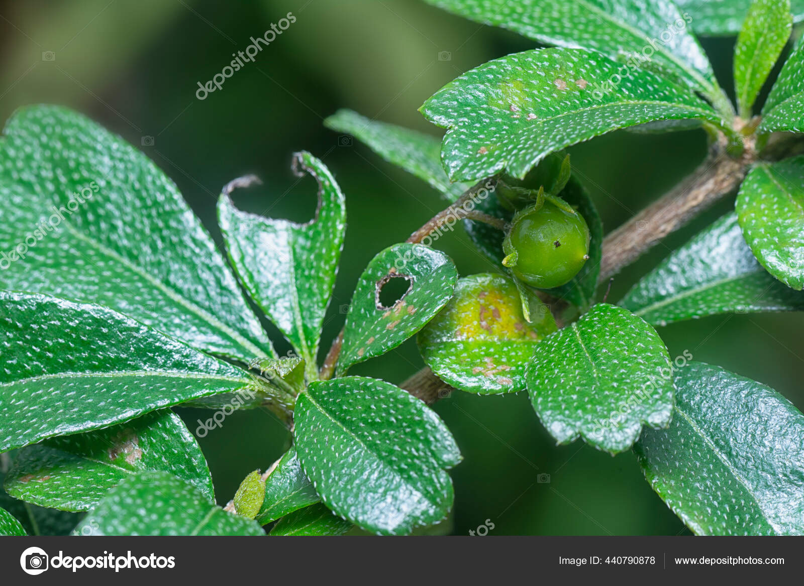 Fruit Flora Murraya Paniculata Bushy Plant — Stock Photo ...