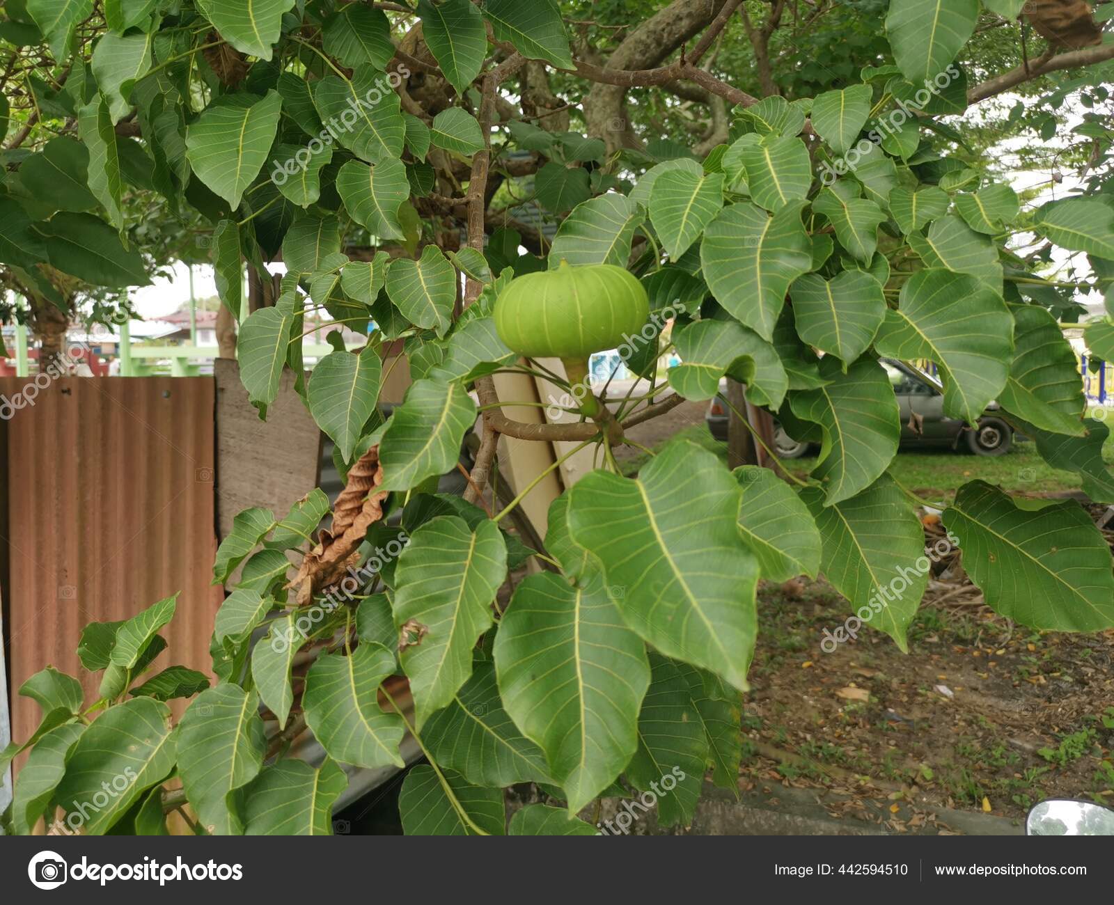 Hura Crepitans Fruit Sandbox Tree Stock Photo by ©sweemingyoung 442594510