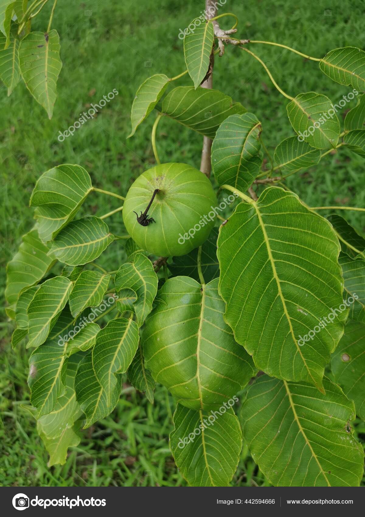 Hura Crepitans Fruit Sandbox Tree Stock Photo by ©sweemingyoung 442594666