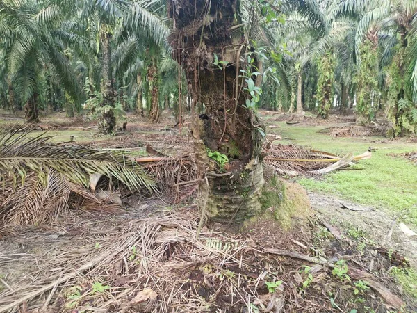 Decaying Rotting Oil Palm Tree Plantation Stock Photo by ©sweemingyoung ...