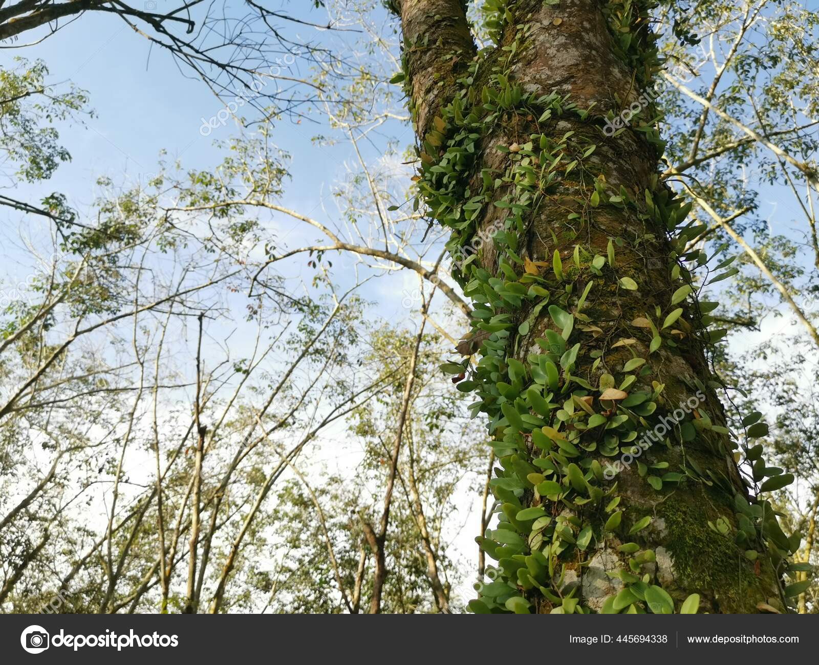 Dragon's Scale Fern Crawling Tree Bark Stock Photo by ©sweemingyoung ...