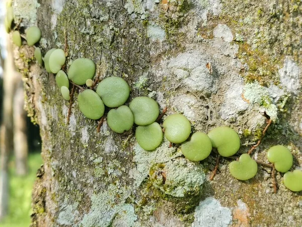 Close Shot Dragon's Scale Fern Stock Photo by ©sweemingyoung 445387882