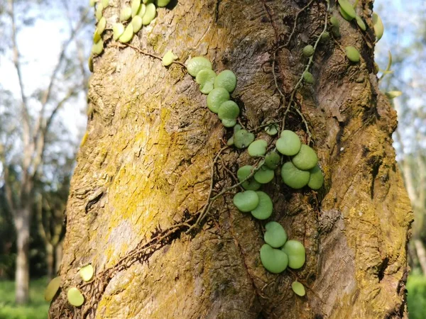 Echinocystis fruit Stock Photos, Royalty Free Echinocystis fruit Images ...