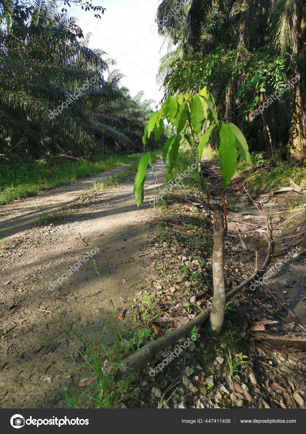 Young Hevea Brasiliensis Seedling Tree Growing Wildly — Stock Photo ...