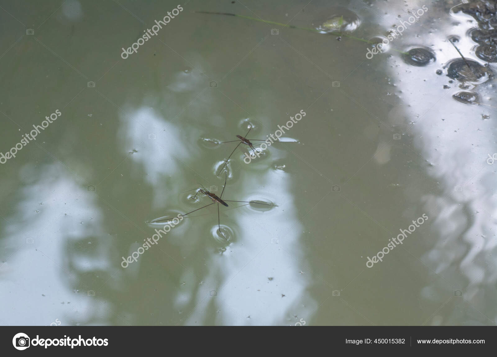 Abstract Shot Waterstrider Insect Floating Surface Water — Stock Photo ...