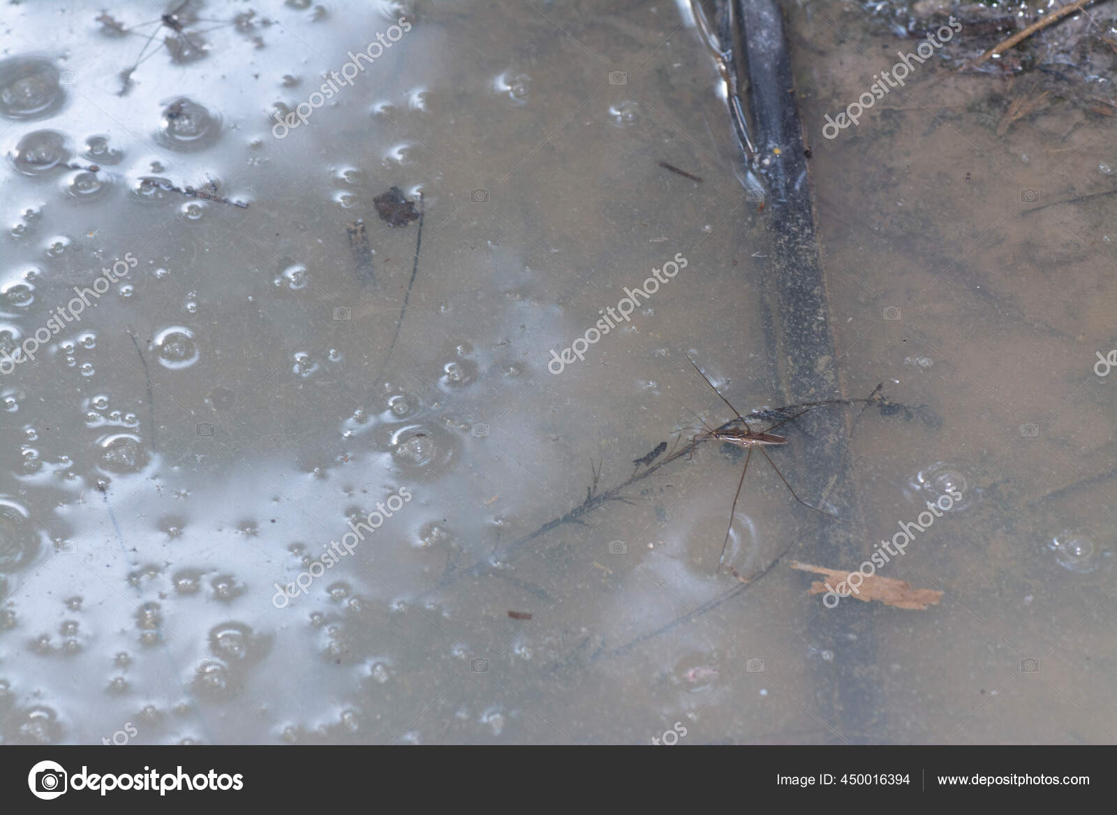 Abstract Shot Waterstrider Insect Floating Surface Water Stock Photo by ...