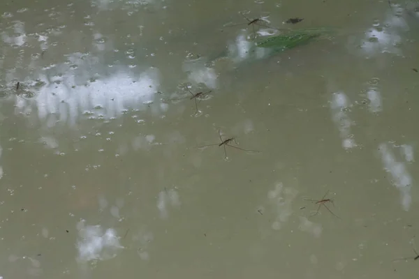 Abstract Shot Waterstrider Insect Floating Surface Water Stock Photo by ...