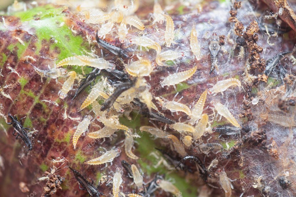 primer plano del tubo de cola thrips insecto. 2024