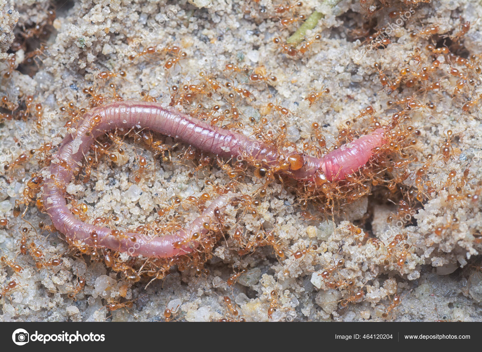 Redworm Being Attacked Little Red Tropical Fire Ants — Stock Photo ...