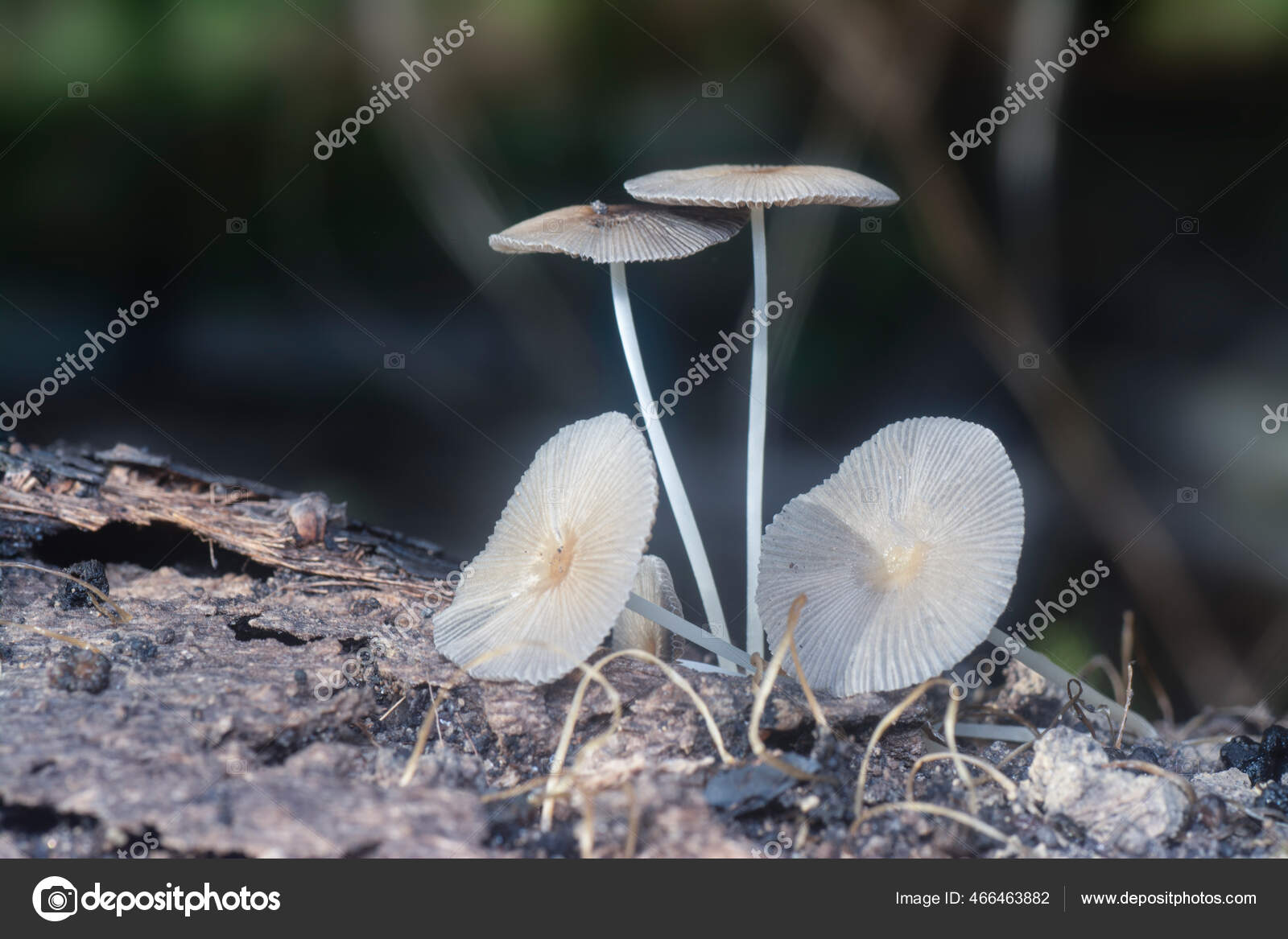 Close Shots Tiny Psathyrella Piluliformis Fungi Decay Tree Trunk ...