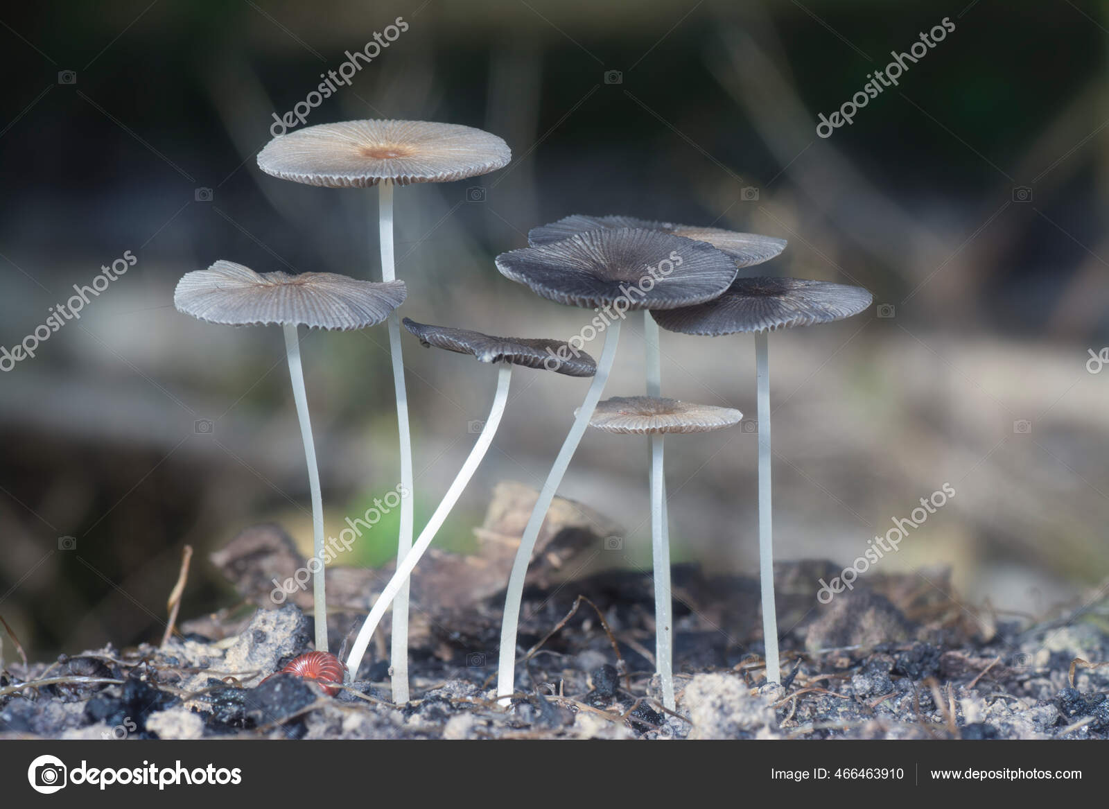 Close Shots Tiny Psathyrella Piluliformis Fungi Decay Tree Trunk Stock ...