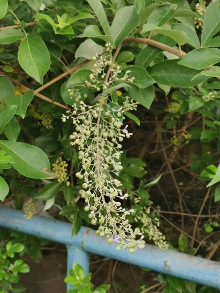Asafoetida Tree