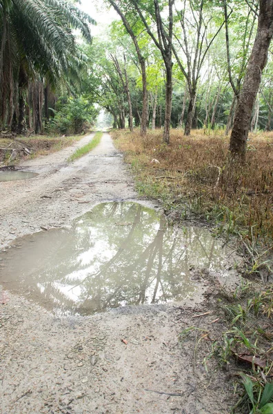 Dried Puddle Left Stones Pathway Stock Photo by ©sweemingyoung 672953232