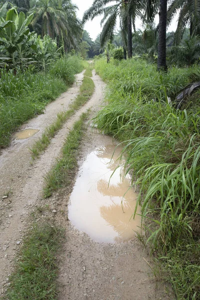Dried Puddle Left Stones Pathway Stock Photo by ©sweemingyoung 672953232