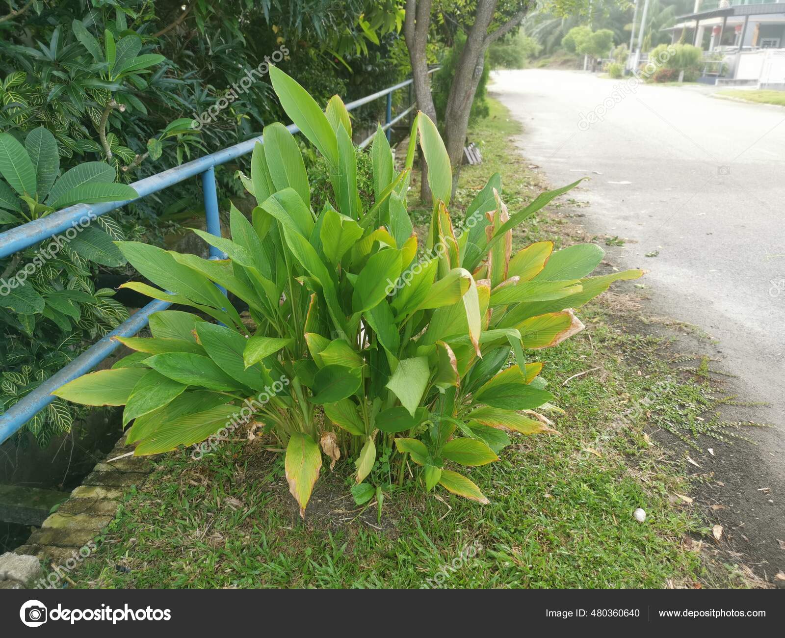 Curcuma Longa Plant