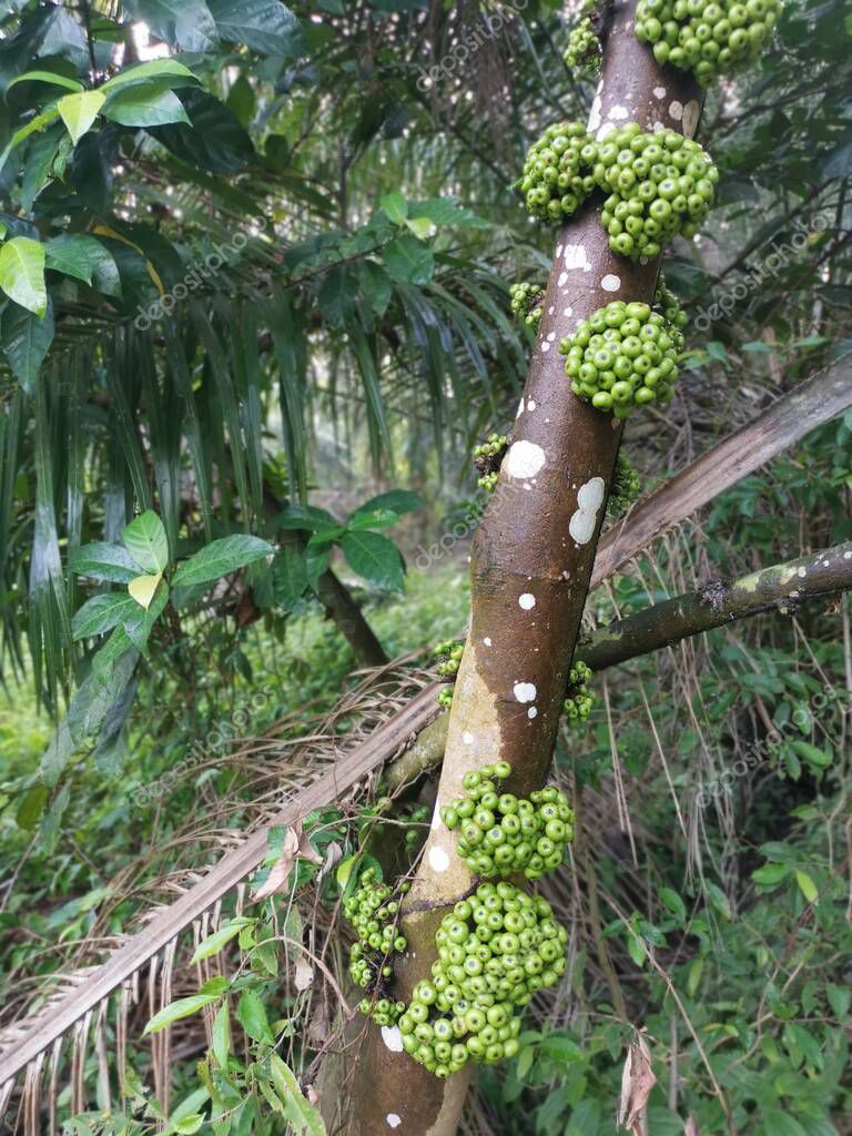 racimo de ficus fistulosa silvestre que brota del tronco 2024