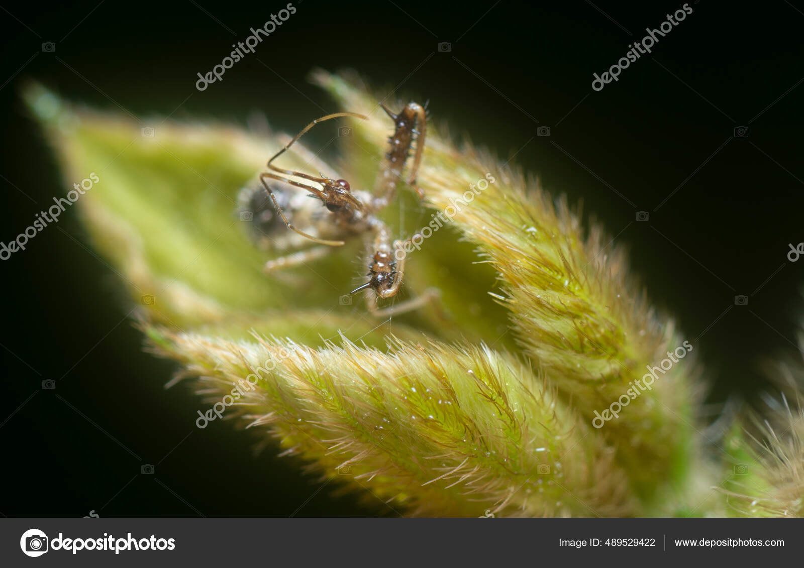 Close Shot Sinea Assassin Bug — Stock Photo © sweemingyoung #489529422