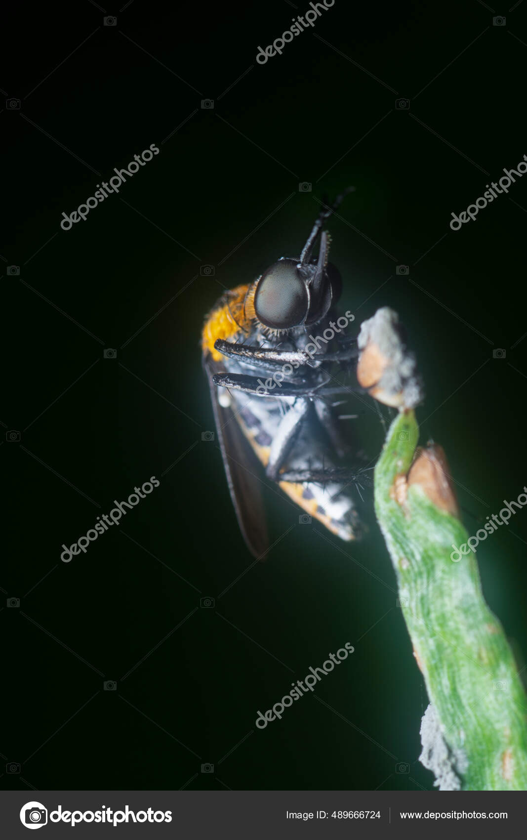 Hunch Back Fly Perching Tips Stem — Stock Photo © sweemingyoung #489666724