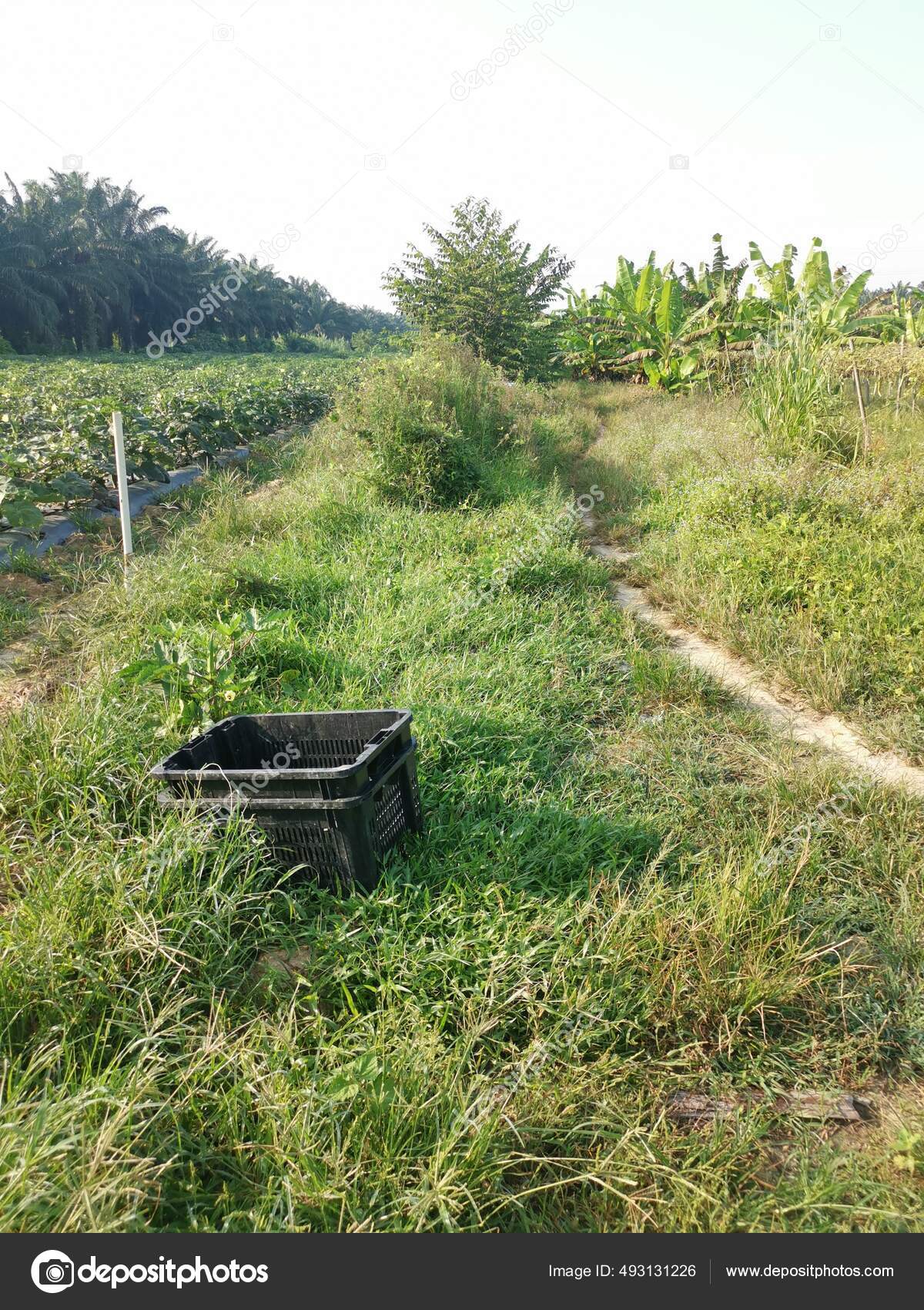Fruit Vegetable Hdpe Plastic Crate Farm — Stock Photo © sweemingyoung ...